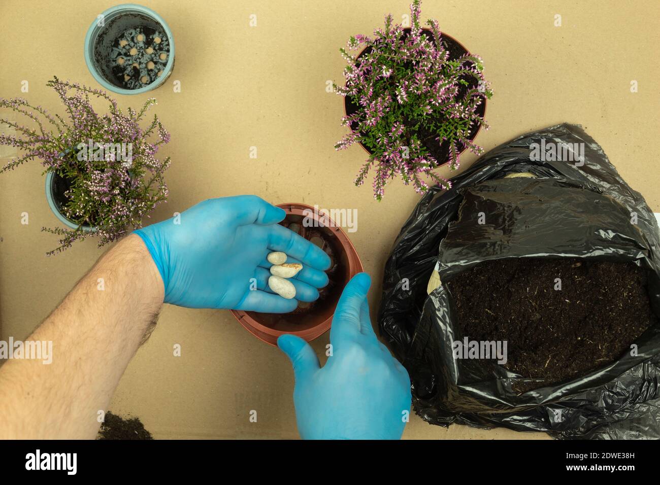 Transplanting flowers into a new pot. Human hands transplant flowers ...