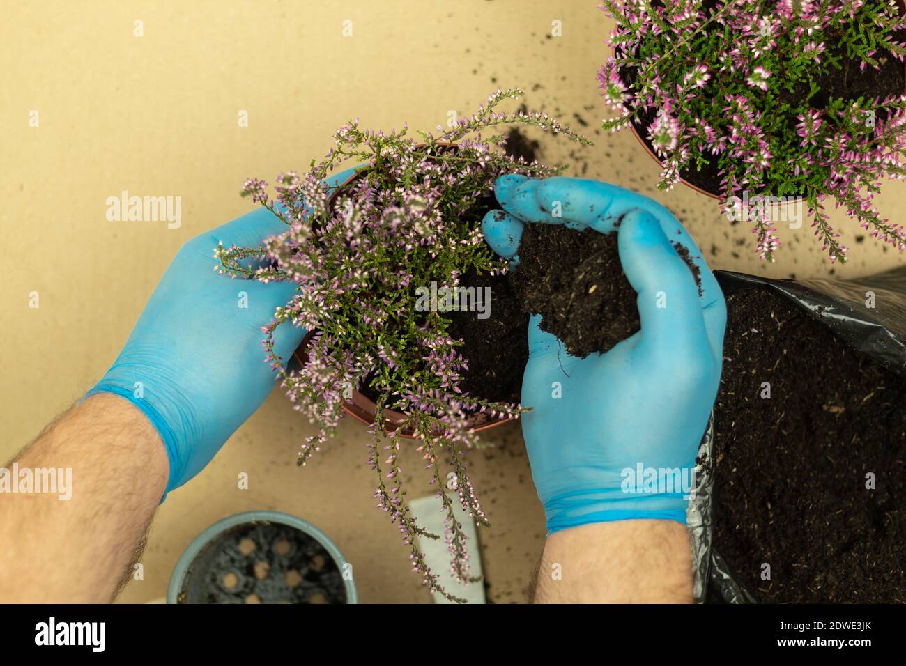 Transplanting flowers into a new pot. Human hands transplant flowers ...