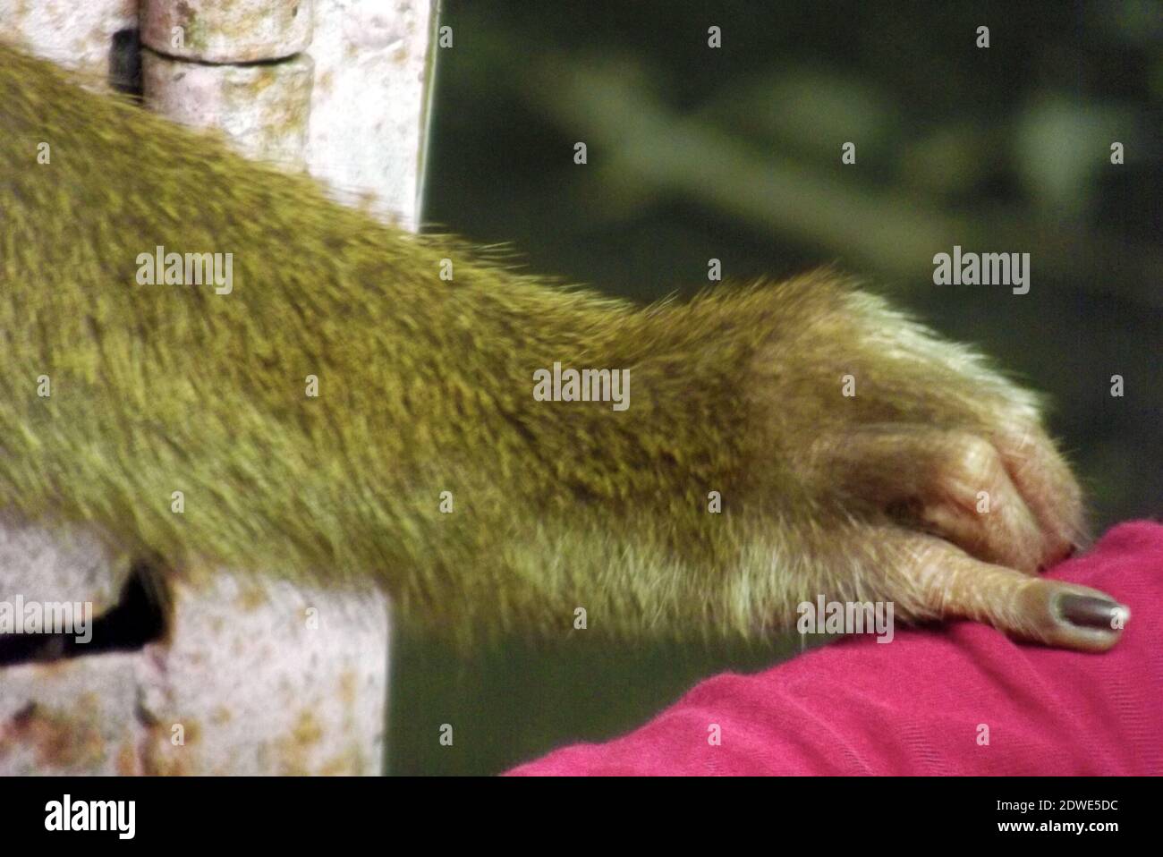 Chimpanzee hands hi-res stock photography and images - Alamy