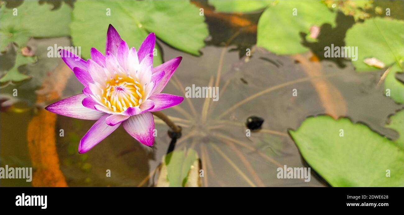 Lotus Flower Fanatic Stock Photo - Alamy