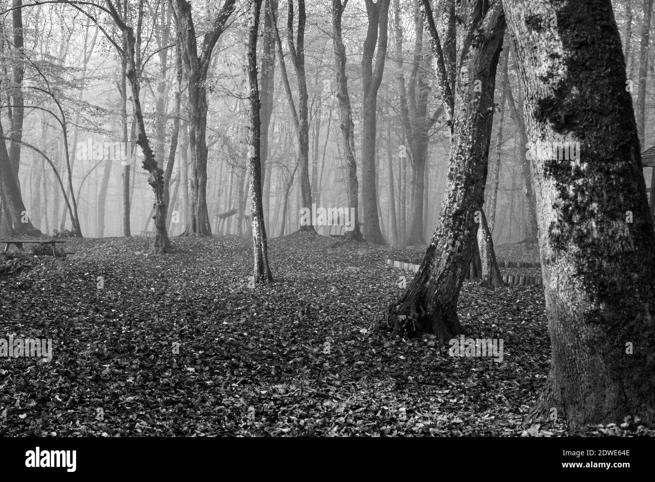 Cinematic trees hi-res stock photography and images - Alamy