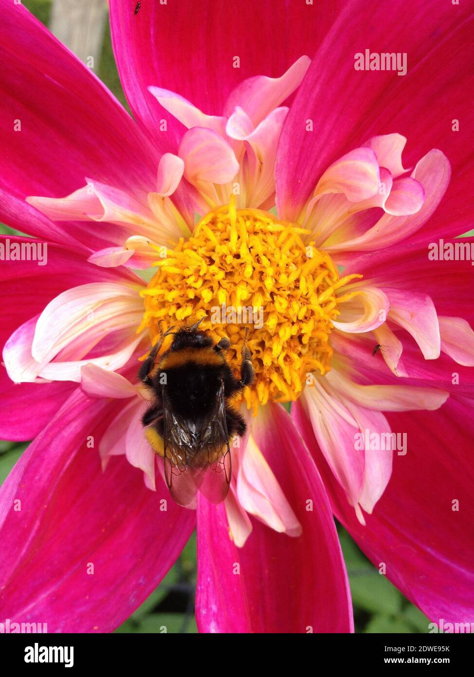 Bee Pollinating A Flower Stock Photo - Alamy