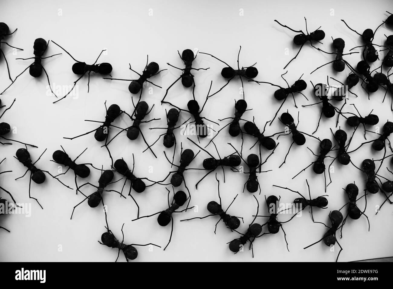 Studio insects Black and White Stock Photos & Images - Alamy