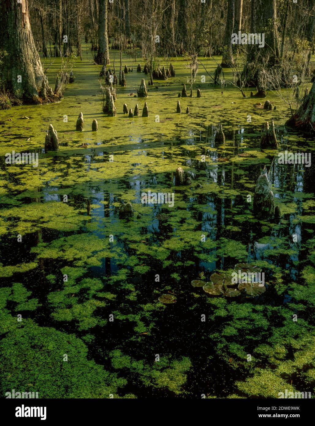 Cypress garden swamp hi-res stock photography and images - Alamy