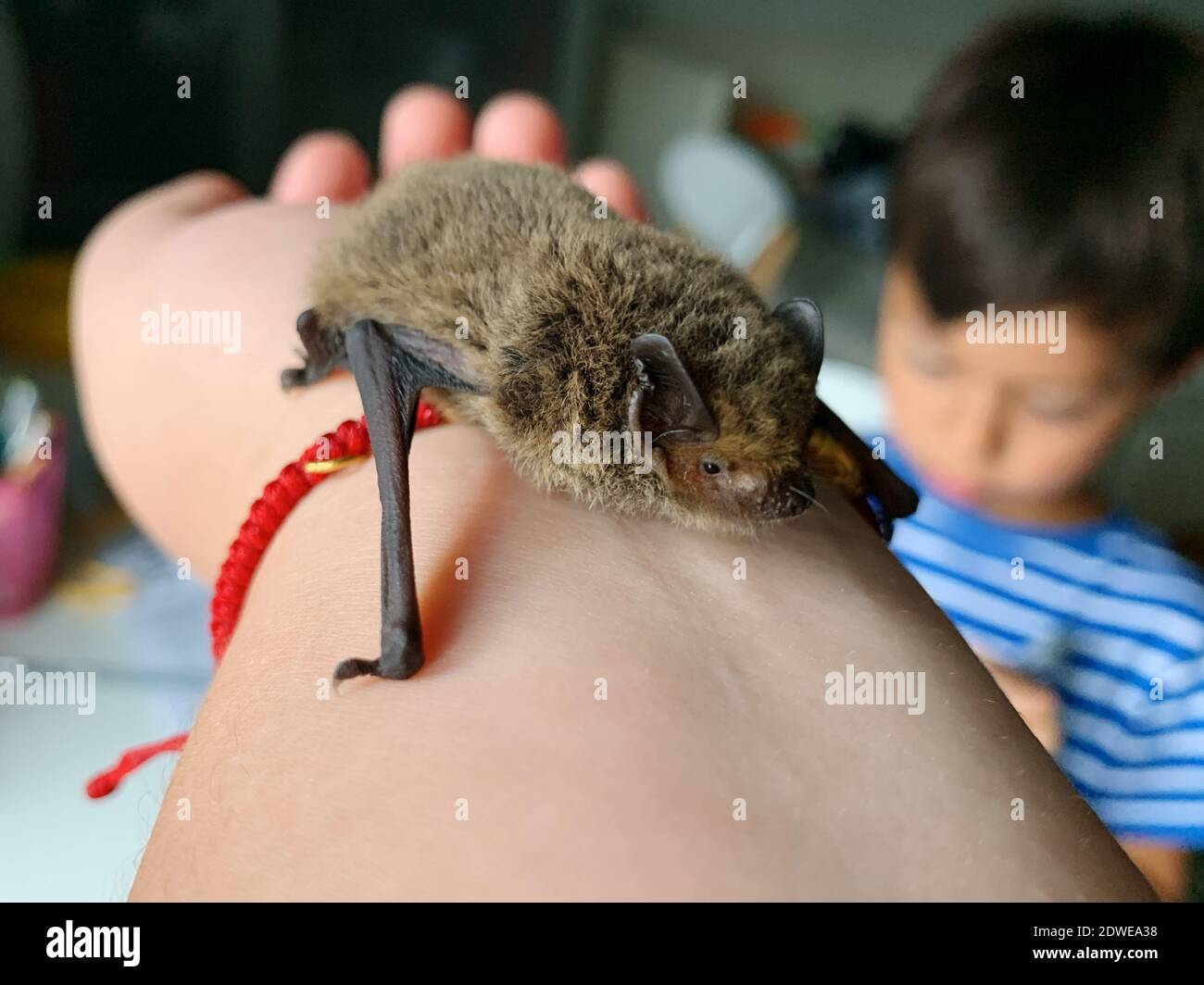 Human bat hi-res stock photography and images - Alamy