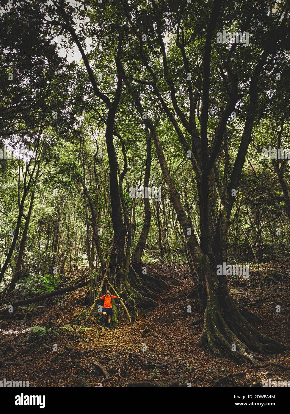 Full Length Of Man Standing By Tree In Forest Stock Photo - Alamy
