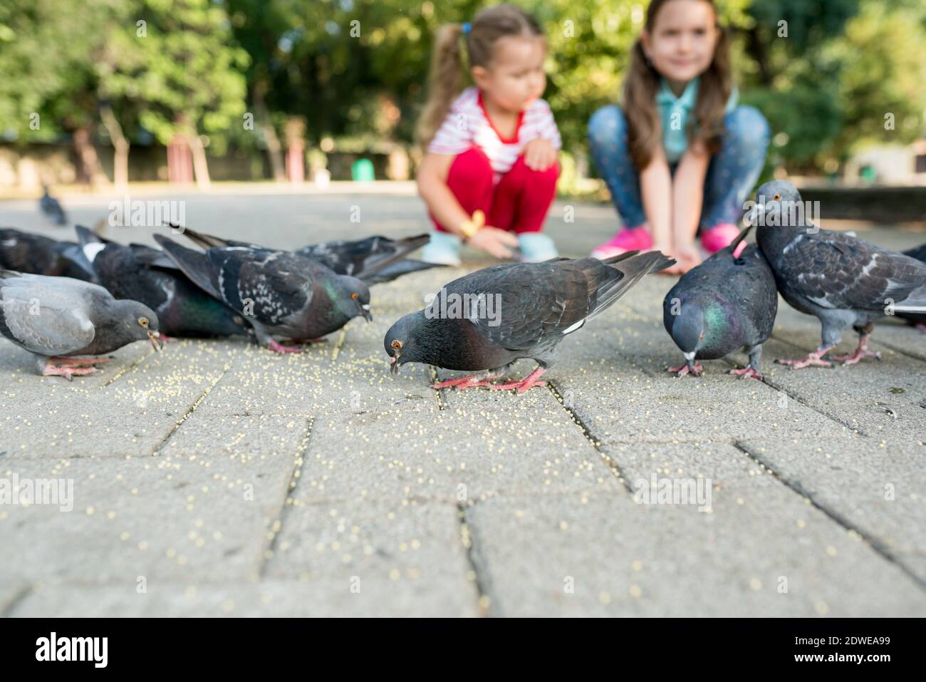 Full Length Of Pigeons Eating Stock Photo - Alamy