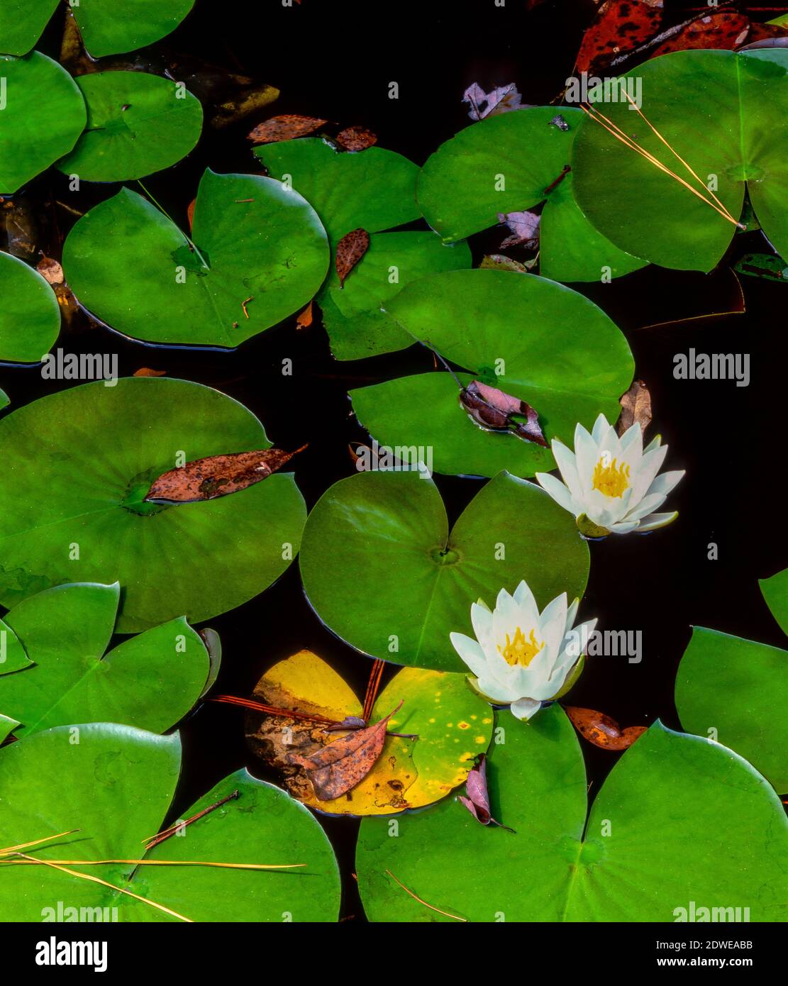 Swamp Lily High Resolution Stock Photography and Images - Alamy