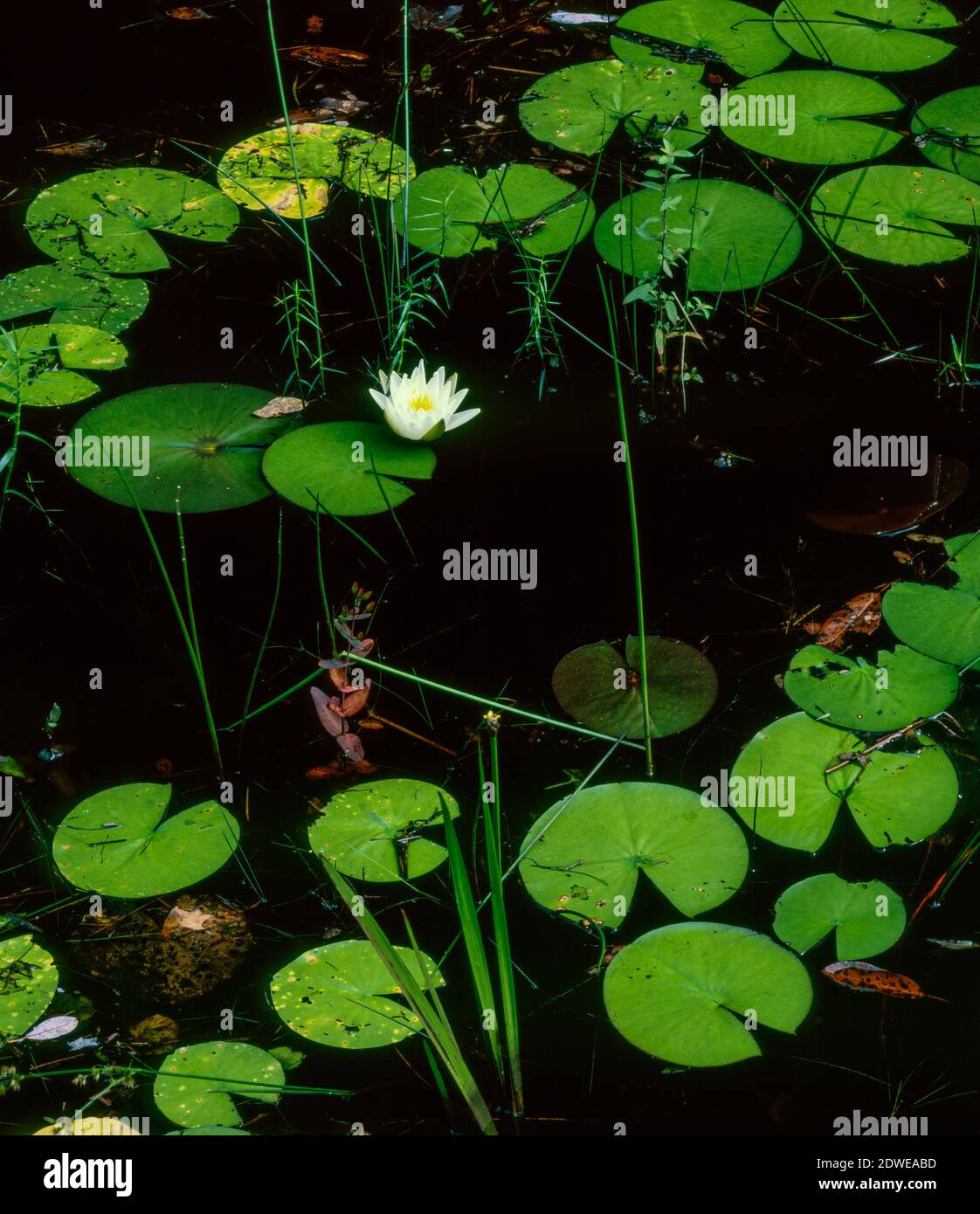 Swamp lily hi-res stock photography and images - Alamy