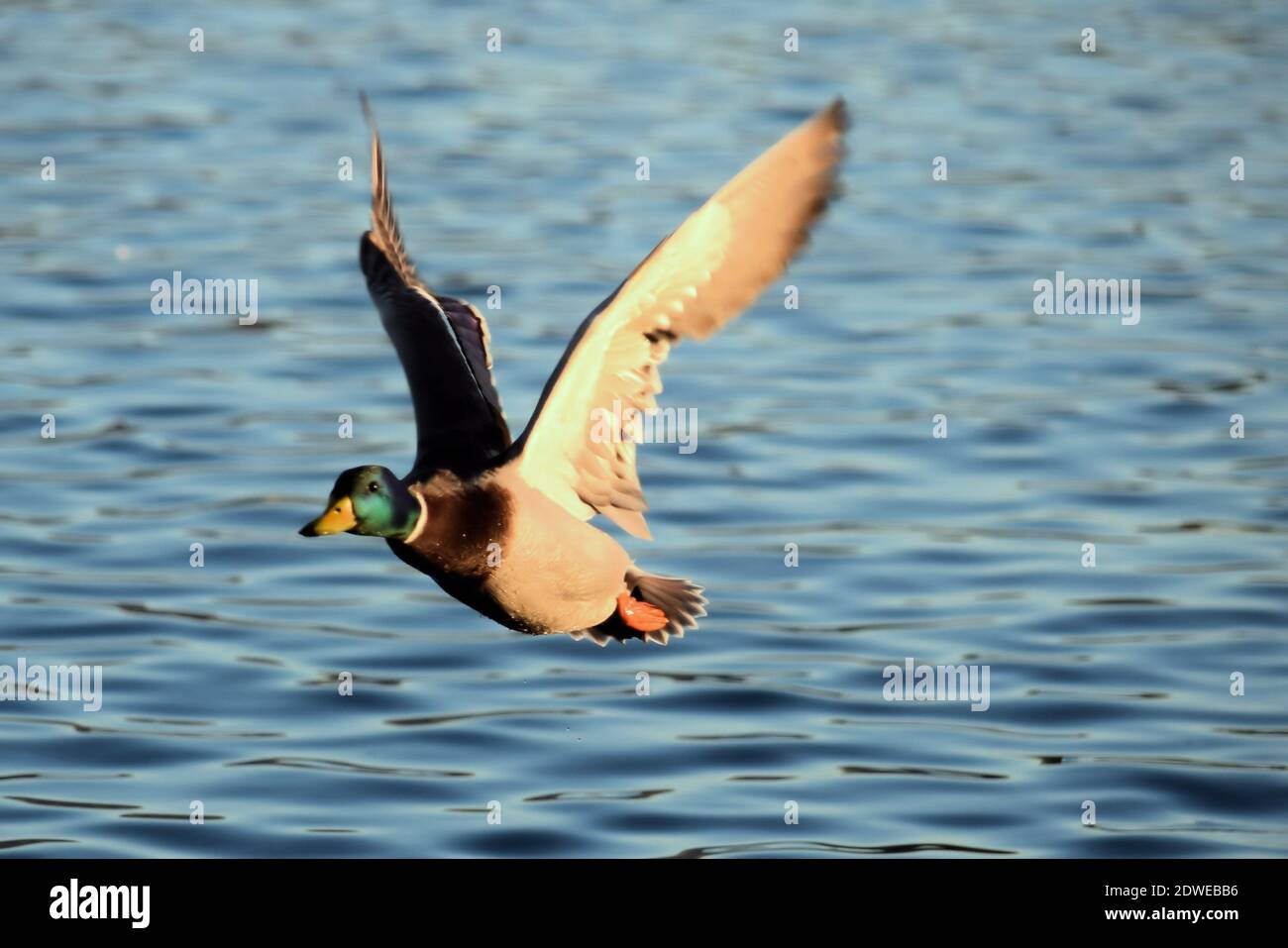 Duck flying over water hi-res stock photography and images - Alamy