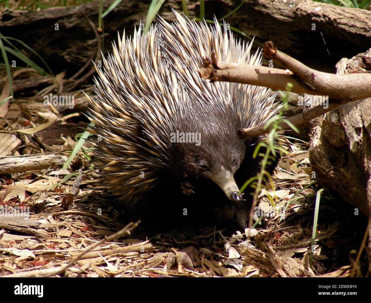 Young echidna hi-res stock photography and images - Alamy