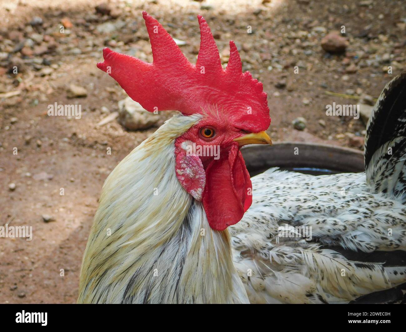 Hen mandarin duck hi-res stock photography and images - Alamy