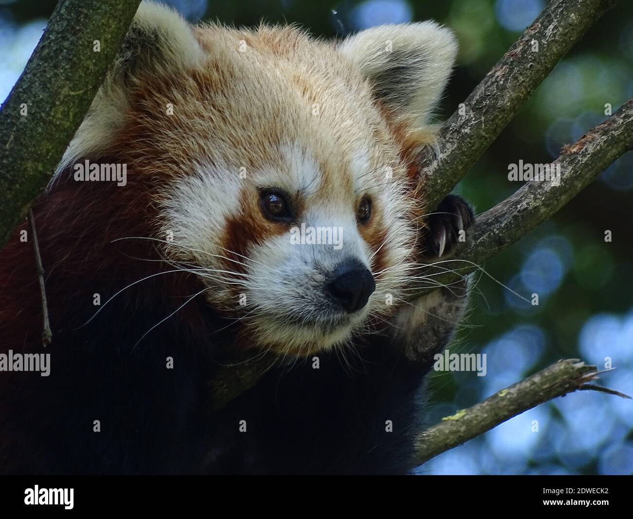 Panda eye close hi-res stock photography and images - Alamy