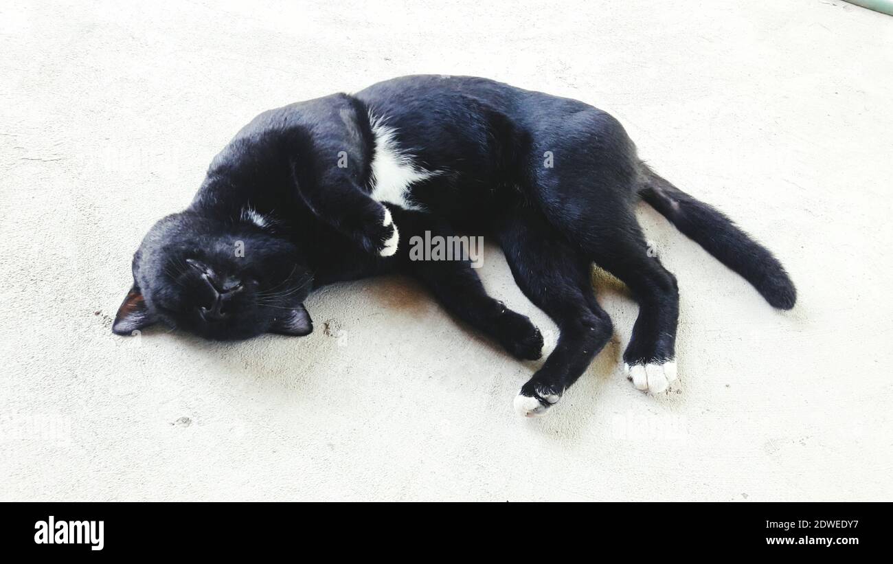 Black Labrador Lying Down High Resolution Stock Photography and Images ...