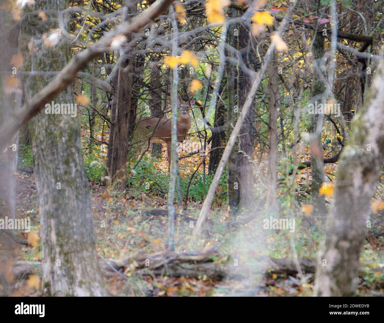 White tailed deer hidden in forest hi-res stock photography and images ...