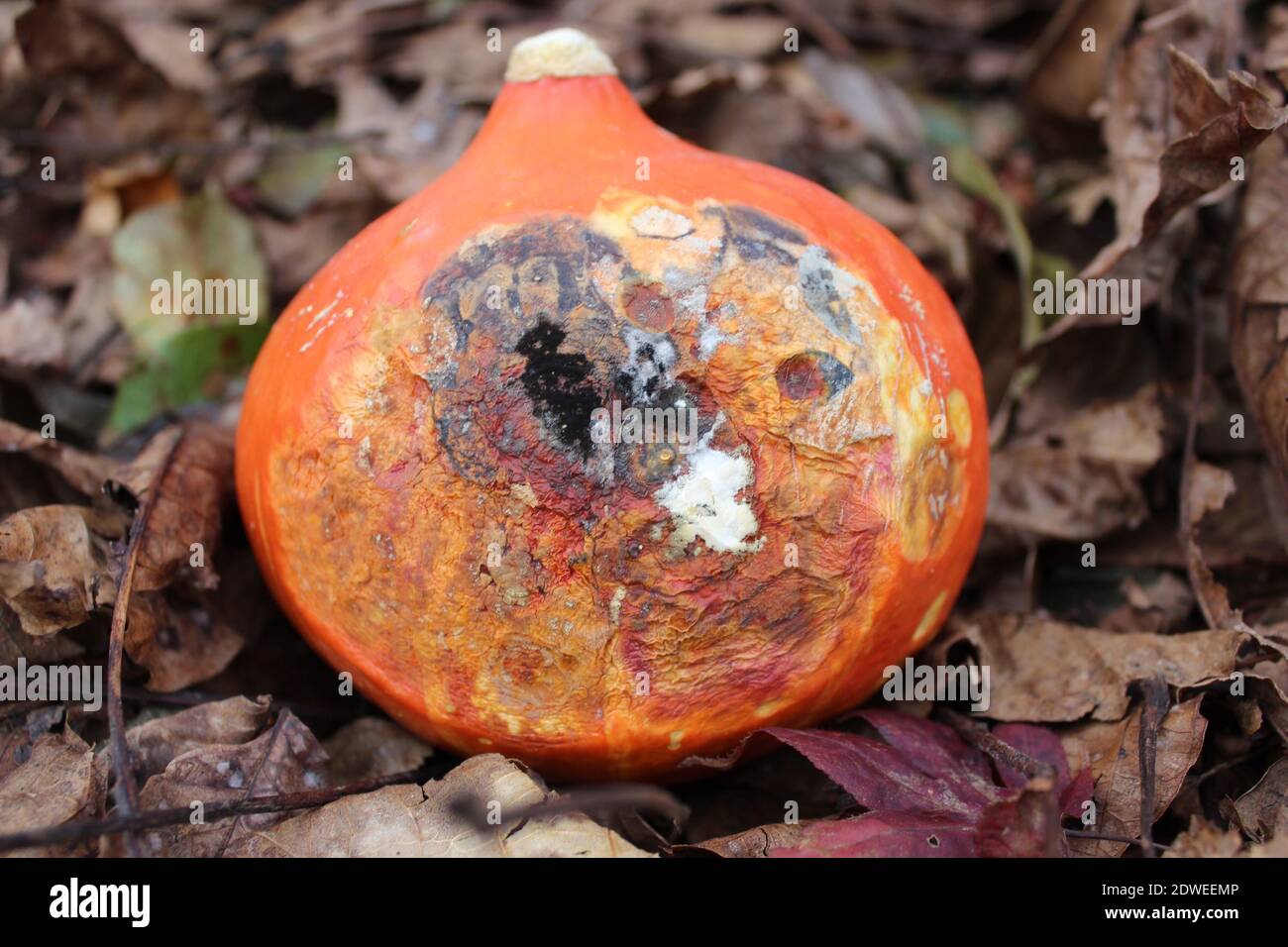 Rotten Vegetable Field High Resolution Stock Photography and Images - Alamy