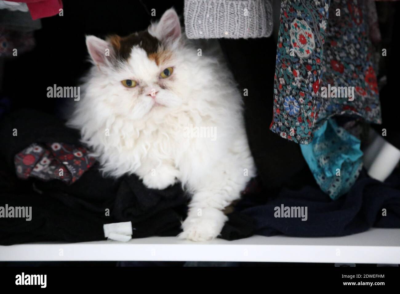 Cat cupboard hi-res stock photography and images - Alamy