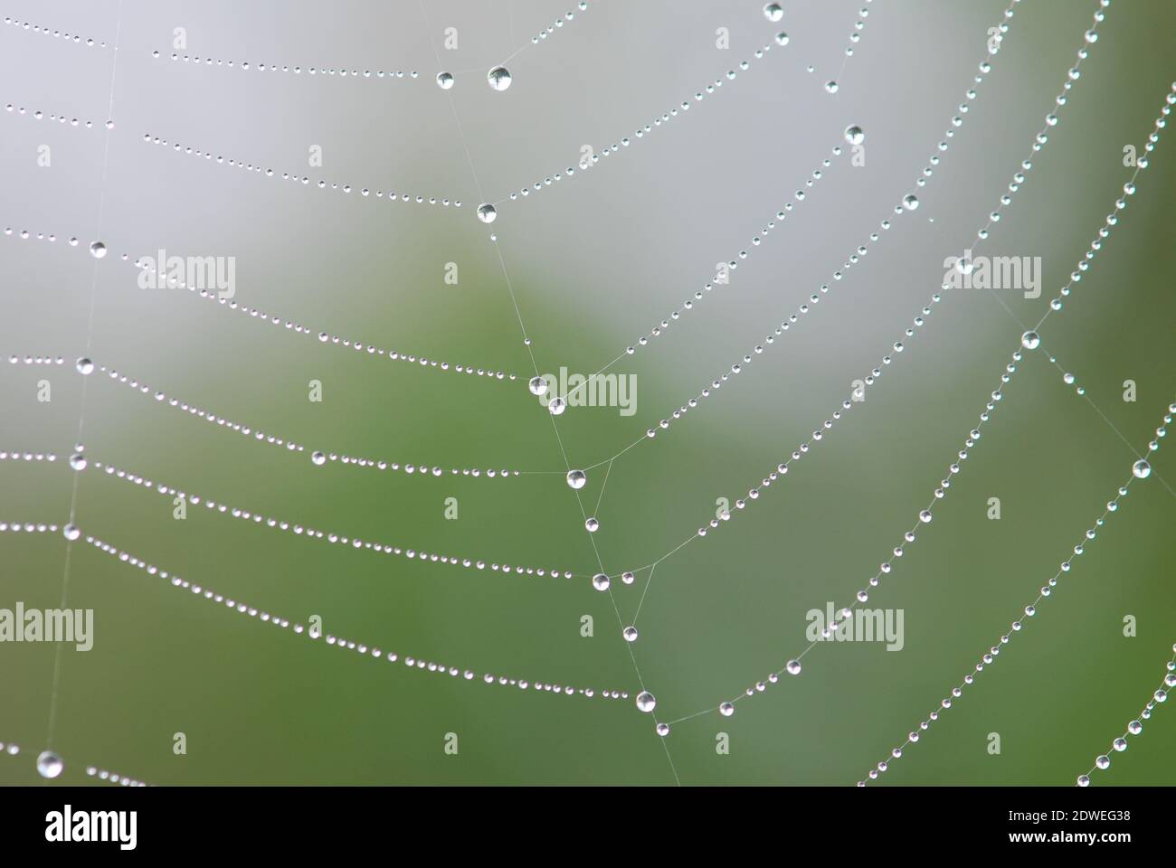 Web casting spider hi-res stock photography and images - Alamy