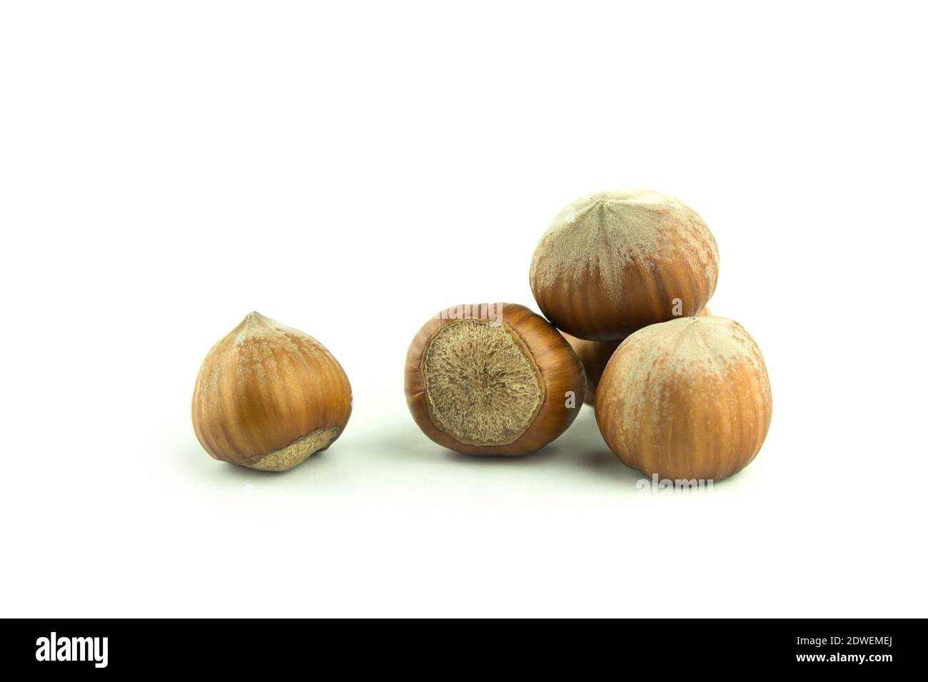 Hazelnut on a white background with space for text. Free space for text ...
