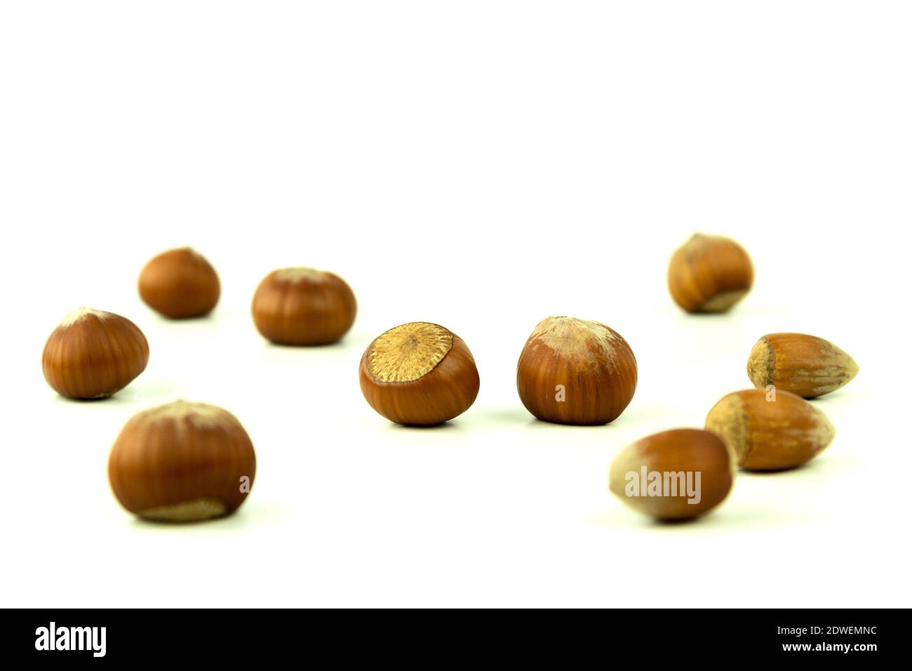Hazelnut on a white background with space for text. Free space for text ...
