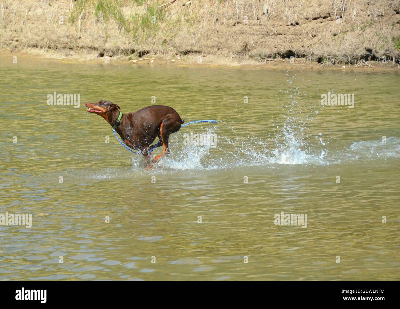Dog in river hi-res stock photography and images - Alamy