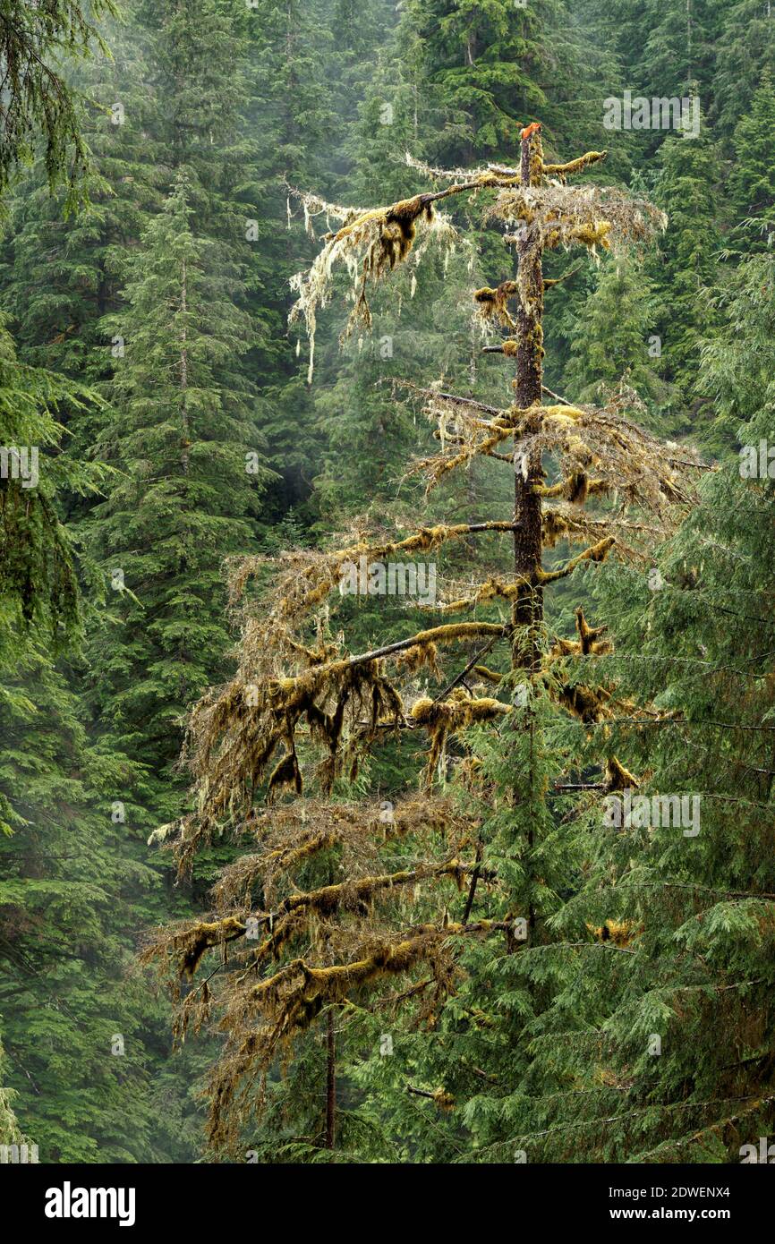 Fog shrouded forest, Boulder River Trail, Boulder River Wilderness ...