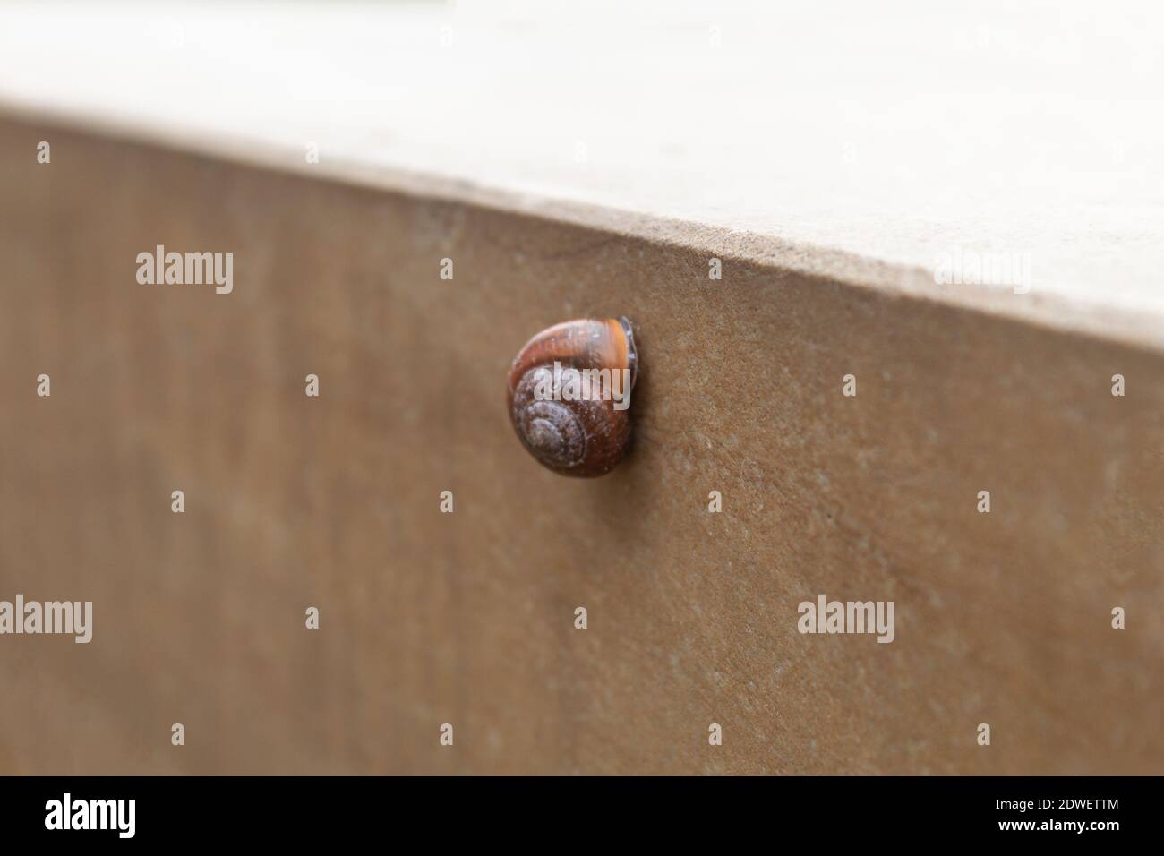 The snail stuck to the wall. Snail on the wall after rain Stock Photo ...
