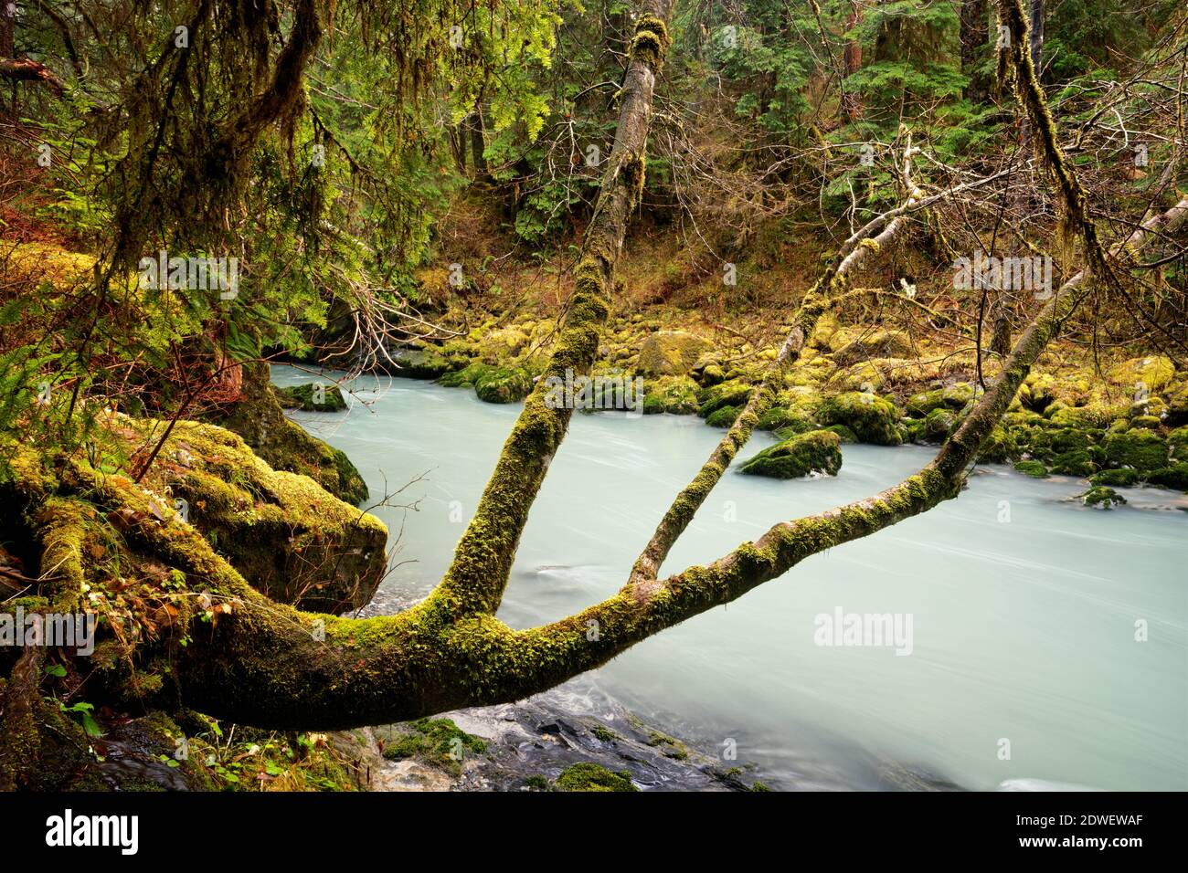 Boulder River flowing through old growth forest, Boulder River ...