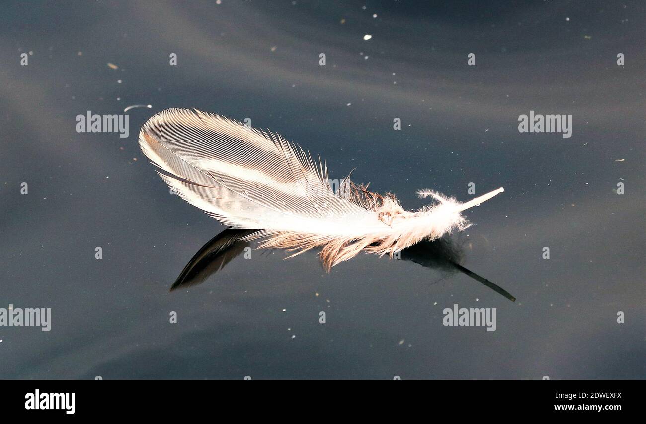 Fether hi-res stock photography and images - Alamy