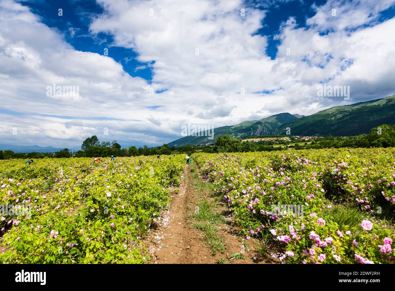 Rose field, Harvest of rose, haevesting roses, The Rose Valley, Karlovo ...