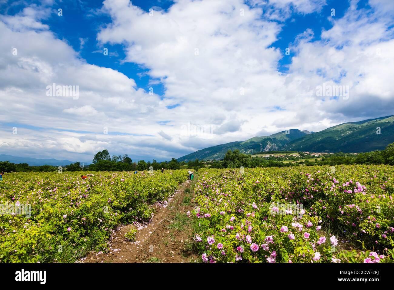 Rose valley bulgaria hi-res stock photography and images - Alamy