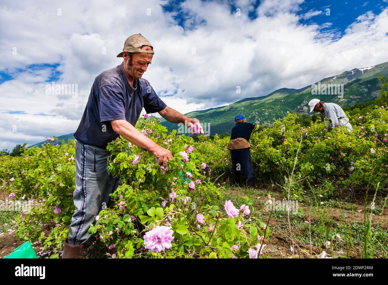Harvest of rose, haevesting roses, The Rose Valley, Karlovo, Plovdiv ...