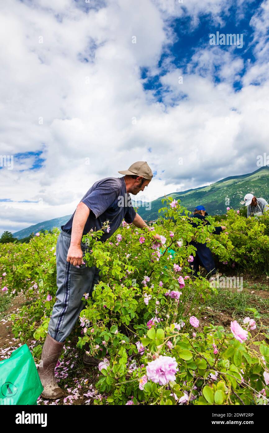 Valley of the roses bulgaria hi-res stock photography and images - Alamy