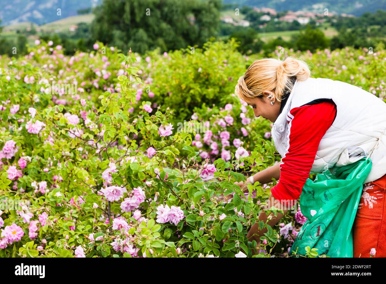 Harvest of rose, haevesting roses, The Rose Valley, Karlovo, Plovdiv ...