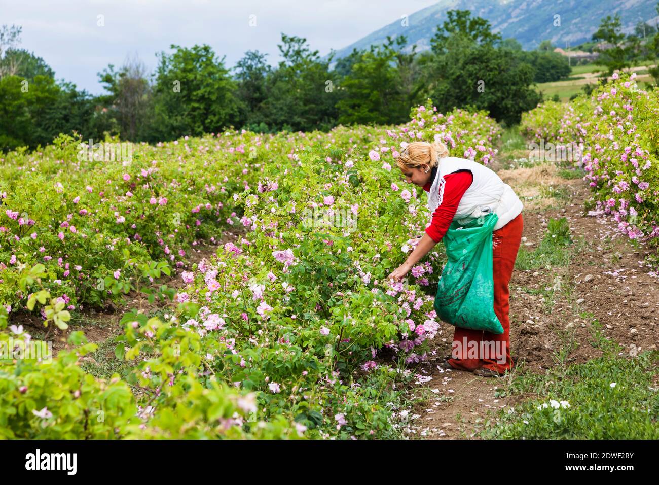 Harvest of rose, haevesting roses, The Rose Valley, Karlovo, Plovdiv ...