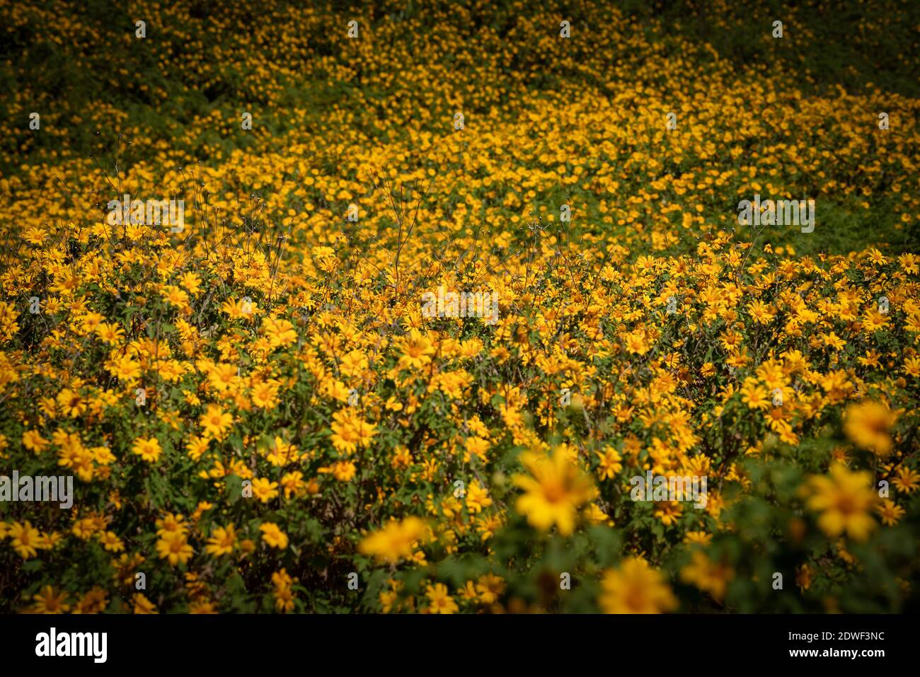 Mexican sunflower ( Tung Bua Tong flower) at daytime in Mae Hong Son ...