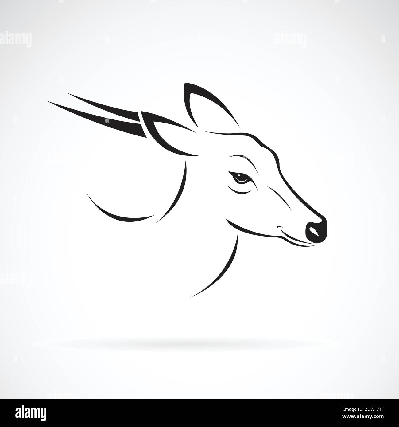 Vector of Barking deer or Muntjac (Muntiacini) on white background ...
