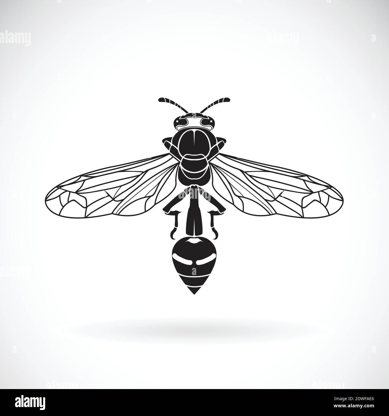Vector of a wasp on a white background. Insect Animal. Easy editable ...