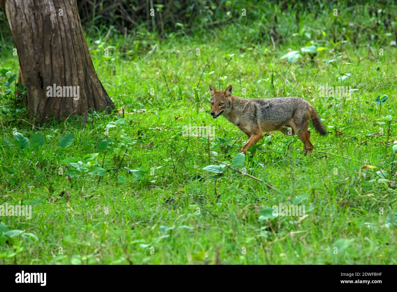 Close-up wildlife photo of Canis aureus, Indian jackal, predator from ...