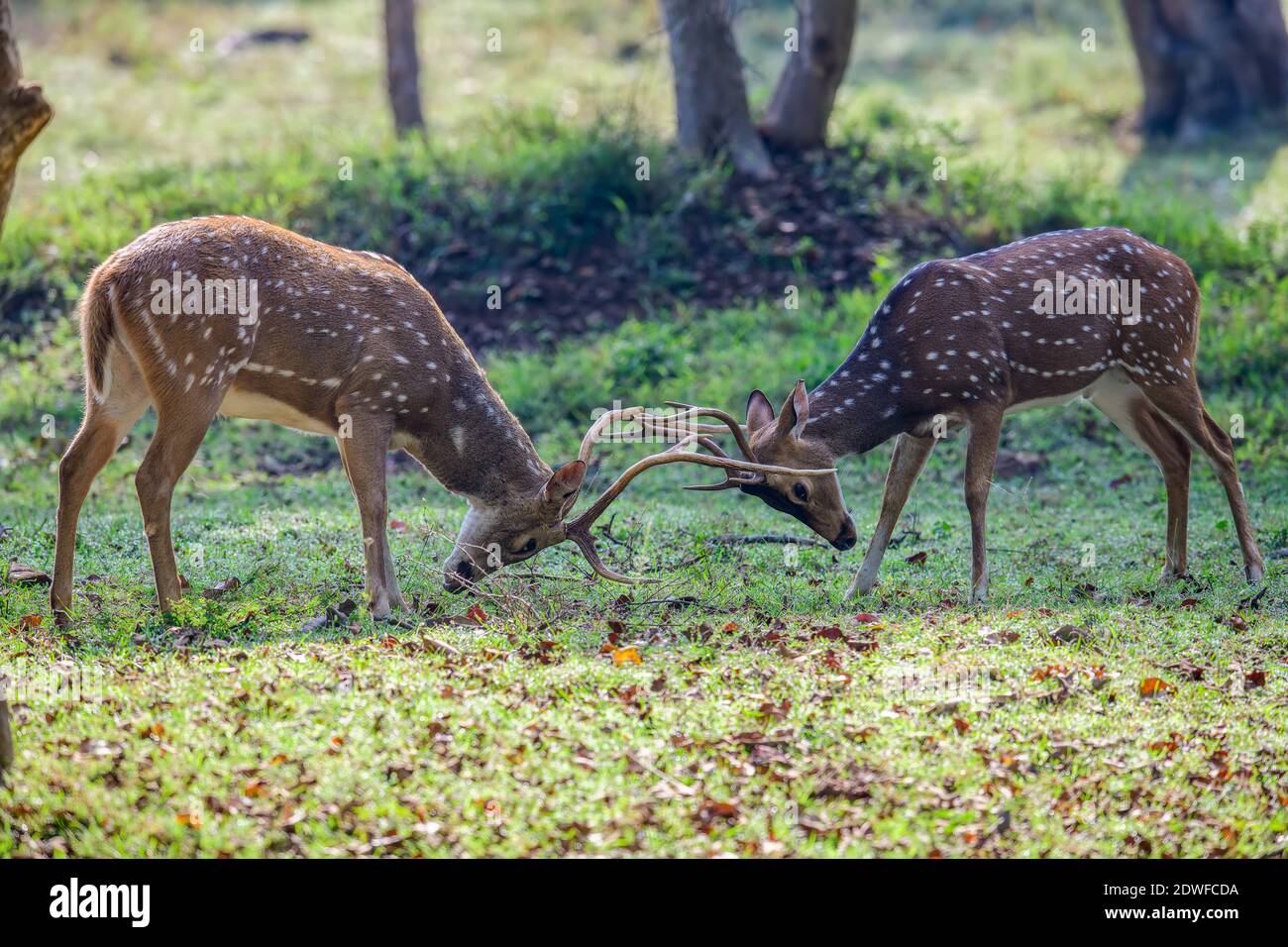 a glimpse of deer fighting, It’s so filled with emotions-a frantic ...