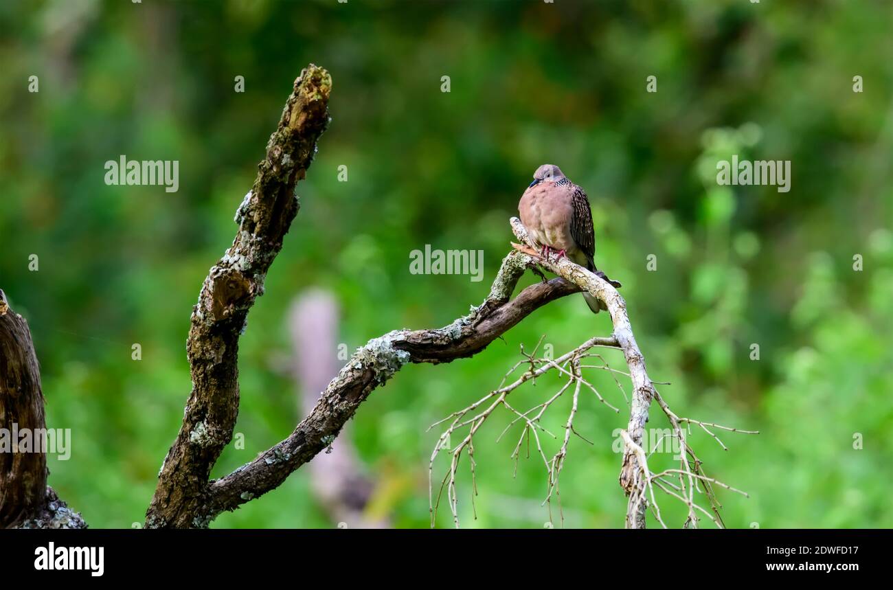 Sedentary Birds High Resolution Stock Photography and Images - Alamy
