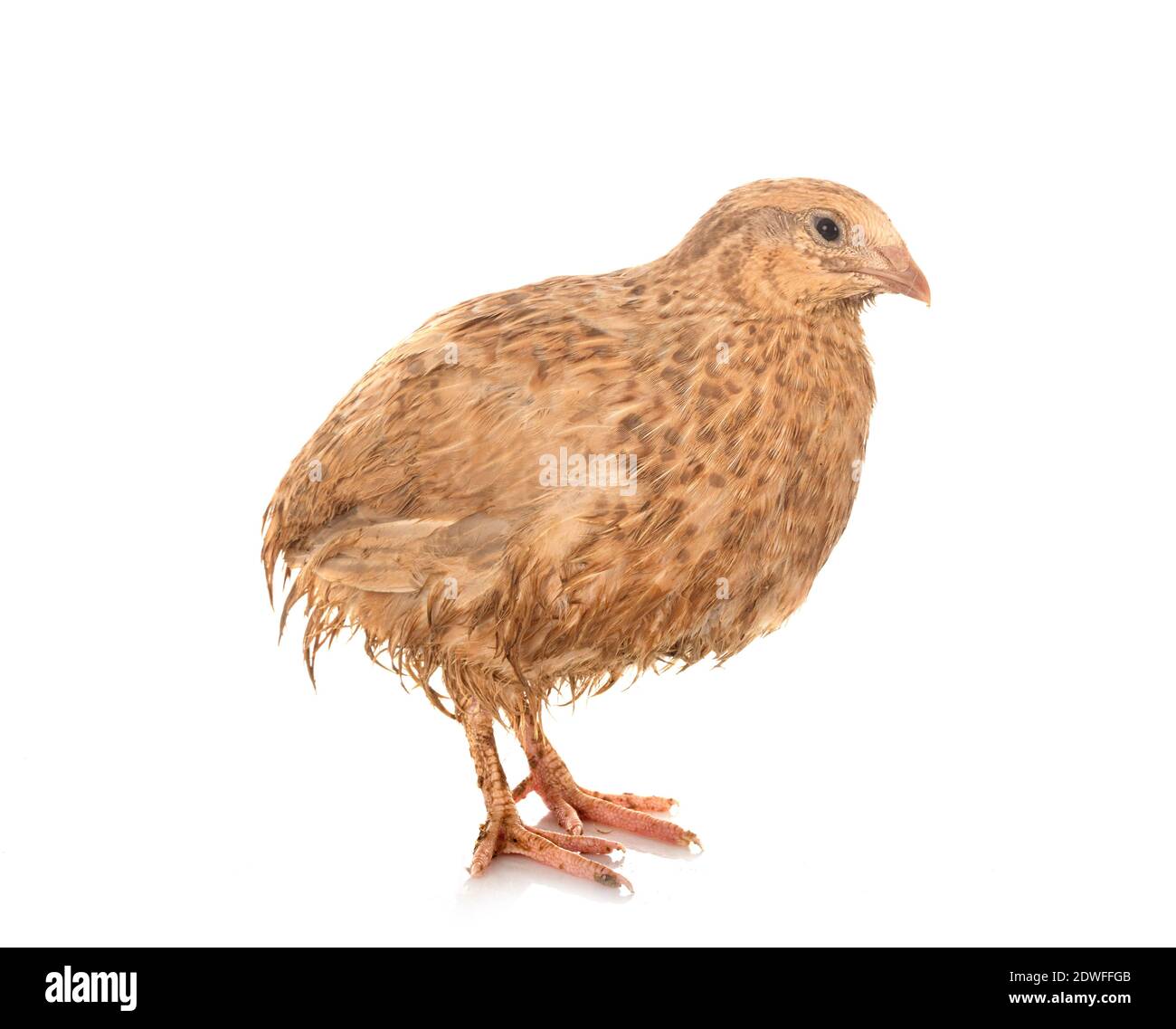 japanese quail in front of white background Stock Photo - Alamy