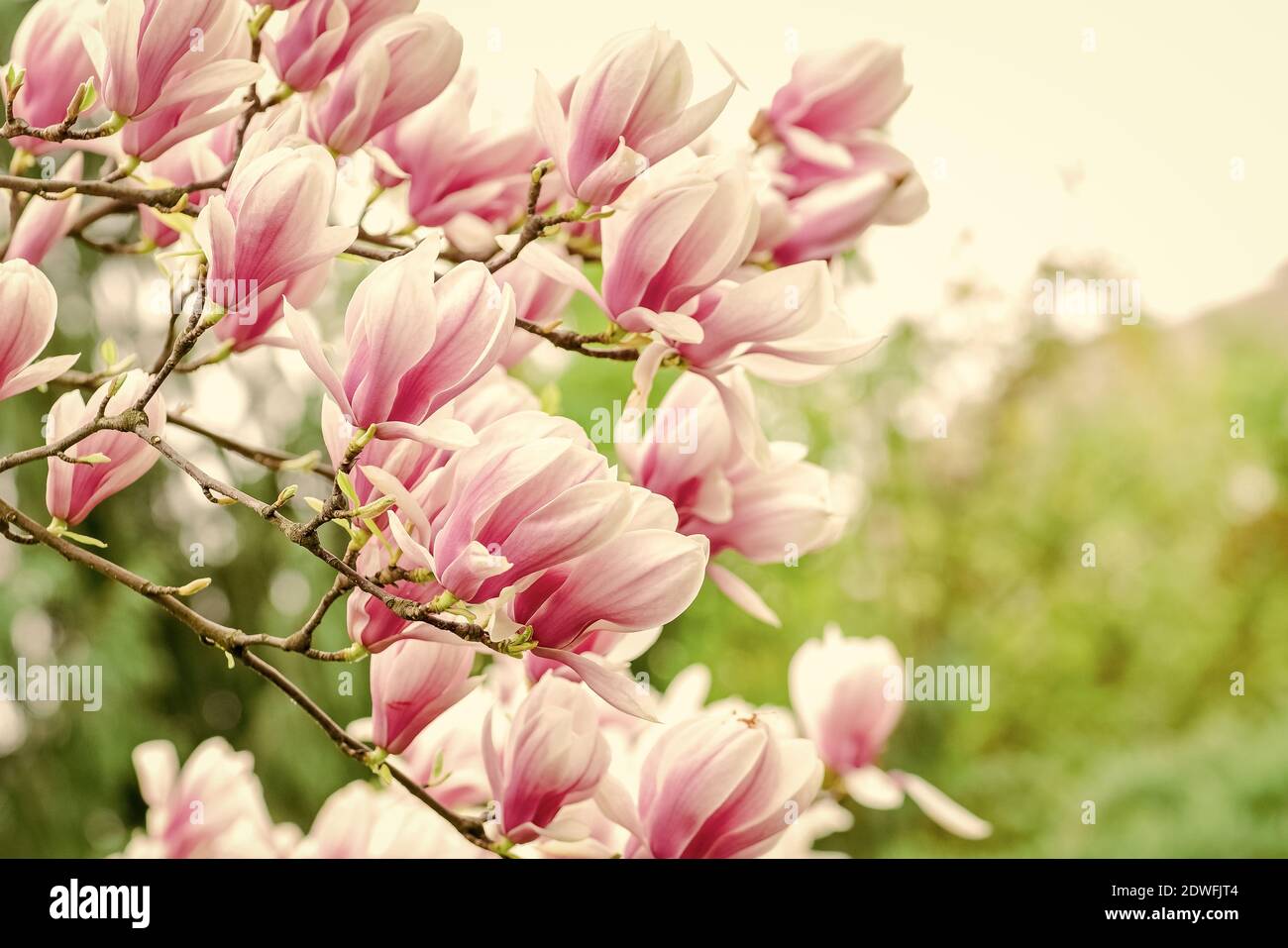 Magnolia grandiflora beginning flower hi-res stock photography and ...