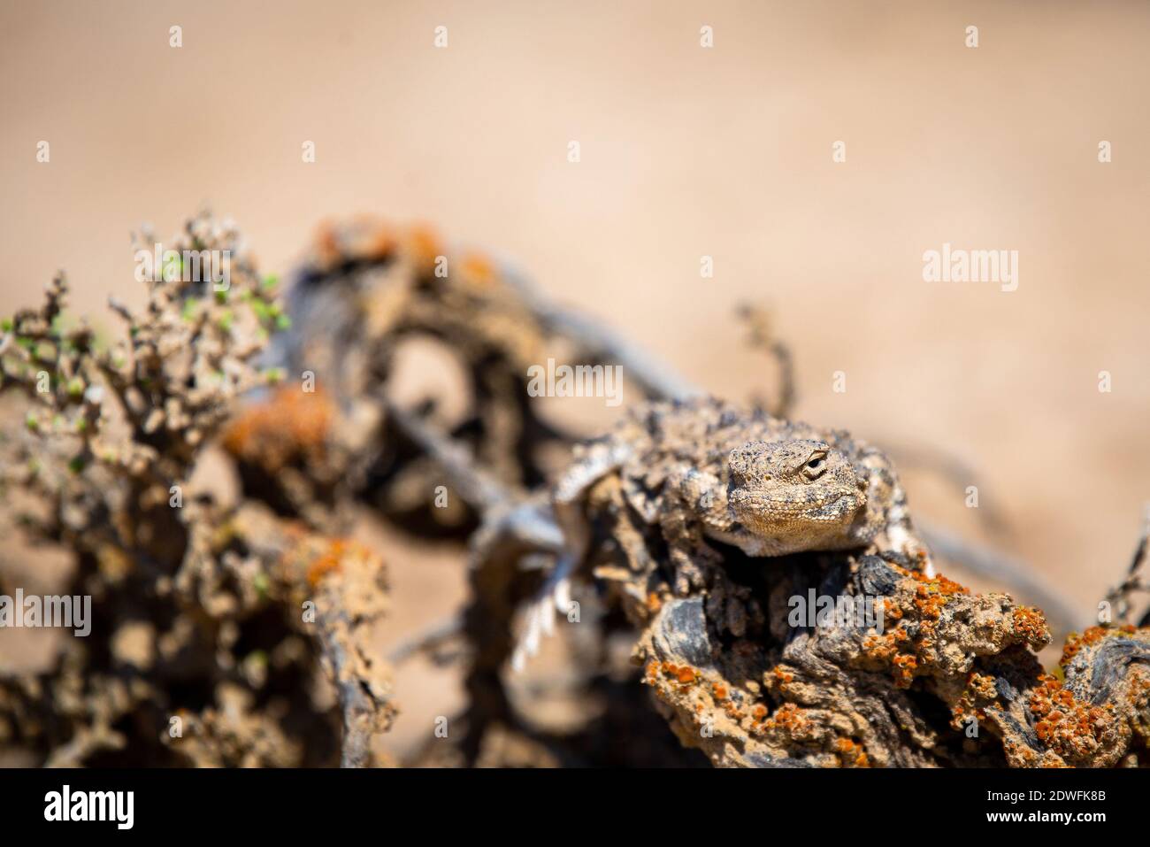 Close portrait of Phrynocephalus helioscopus agama in nature Stock ...