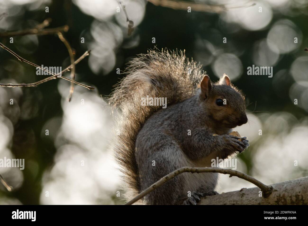 Young grey squirrel isolated hi-res stock photography and images - Alamy