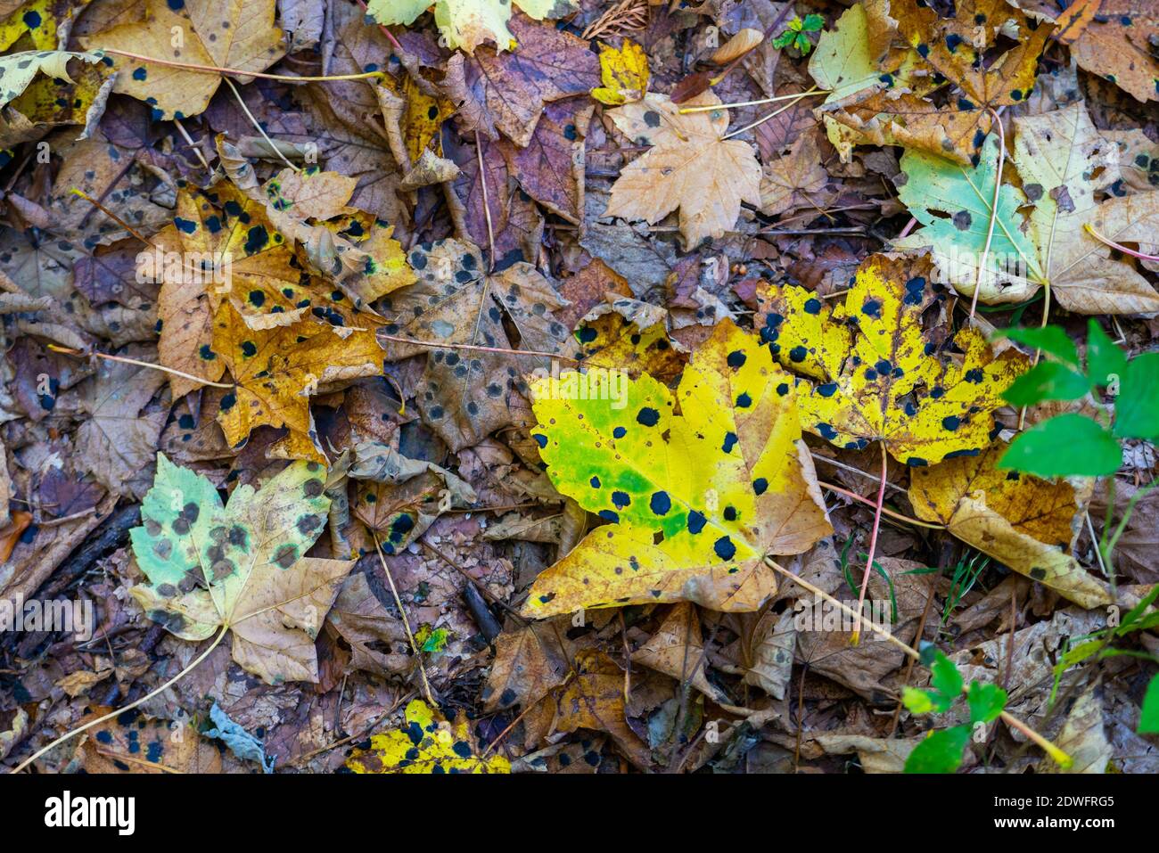 Colourful fall leaves with black acid burn points or acid burn stains ...
