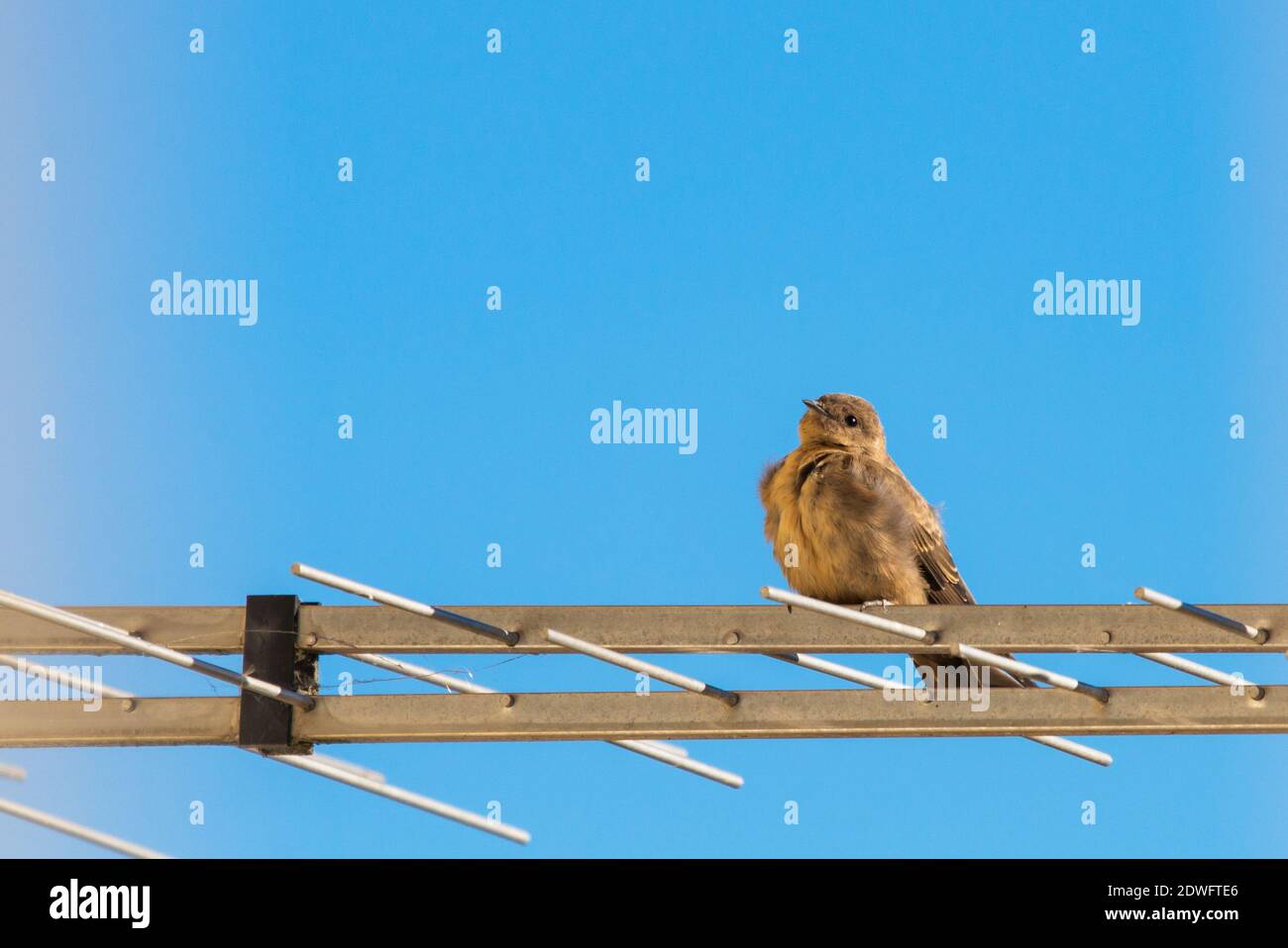 Sand Martin or Riparia riparia. Wild bird in city life Stock Photo - Alamy