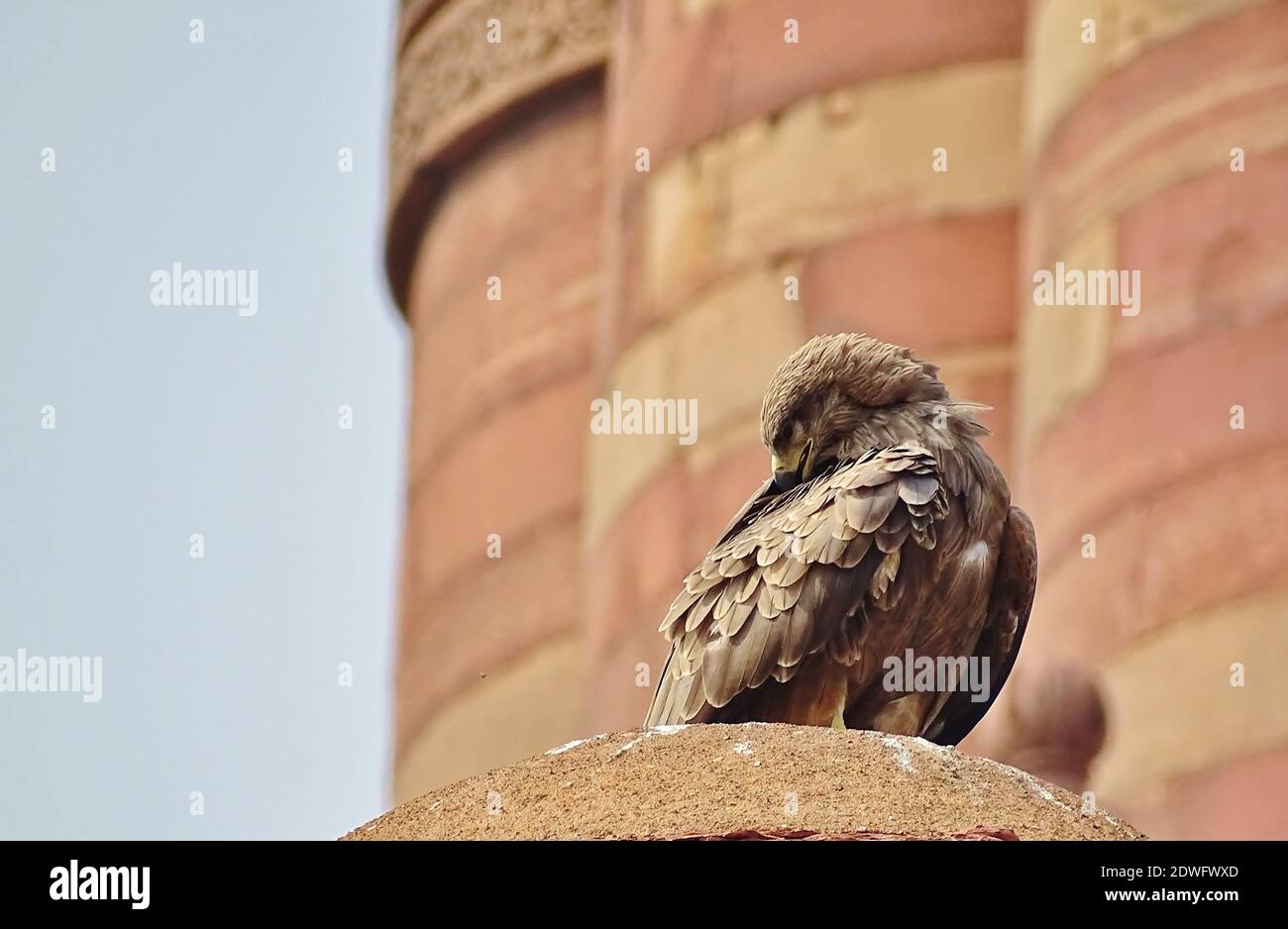 Eagle At Sleep Stock Photo - Alamy