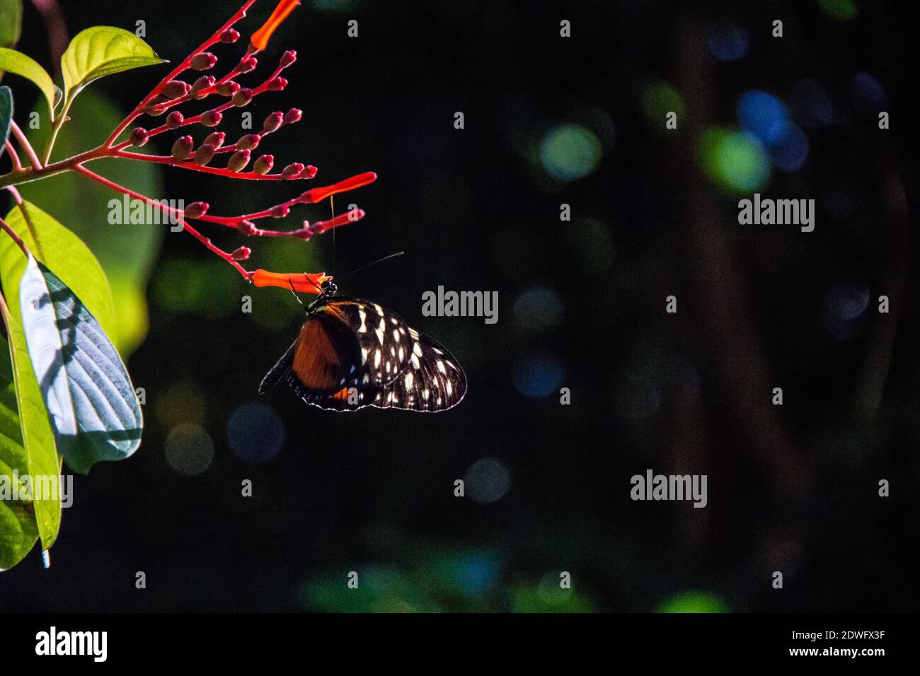 Gossamer wing butterflies hi-res stock photography and images - Alamy