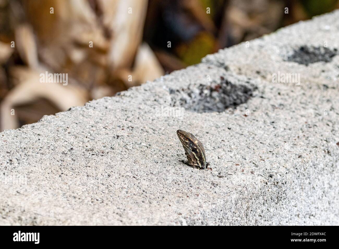 Lizard looking up hi-res stock photography and images - Alamy
